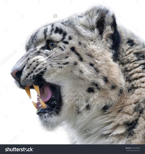 Image result for Snow Leopard Side Face