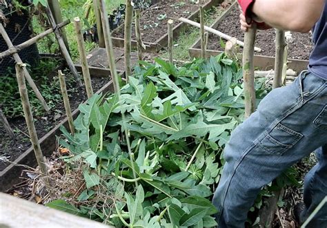 Image result for How Do You Build a Compost Pile