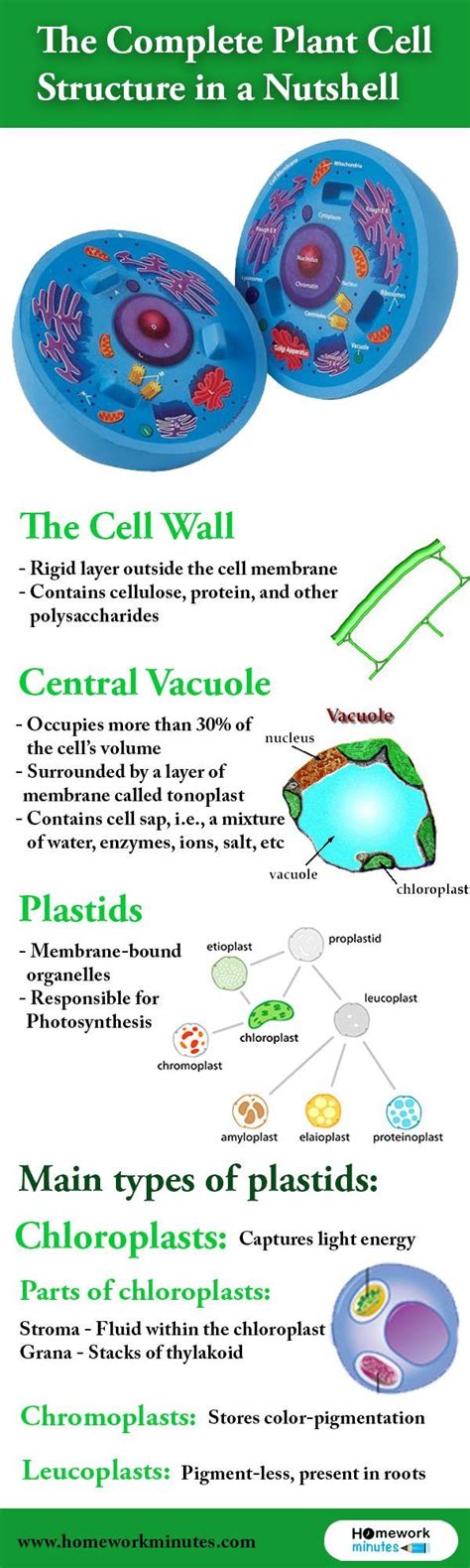 Image result for Plant Cell Structure and Function