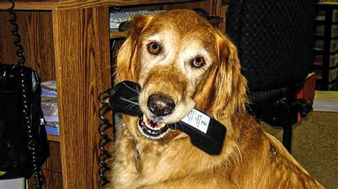 Image result for K9 Call Out Script