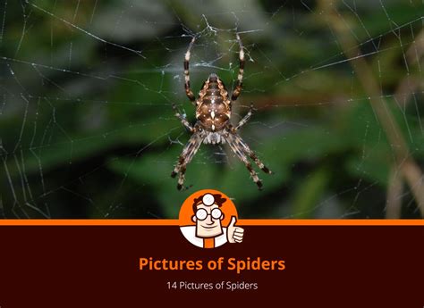 Image result for Identifying Spiders