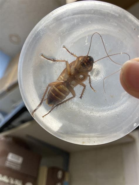 Image result for Cockroach Ontario