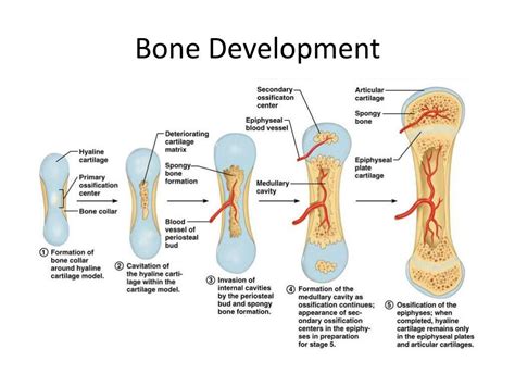 Image result for Bone Development