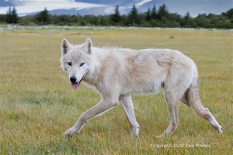 Image result for Alaska Zoo Wolves