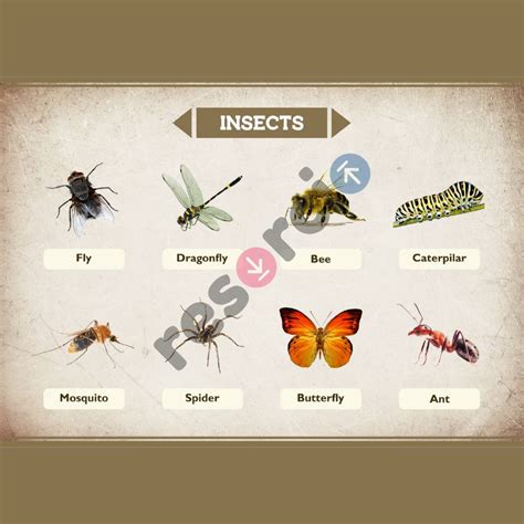 Image result for All Insects