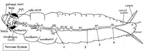 Image result for Cockroach Nervous System