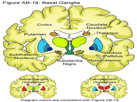 Image result for Extrapyramidal Disorder