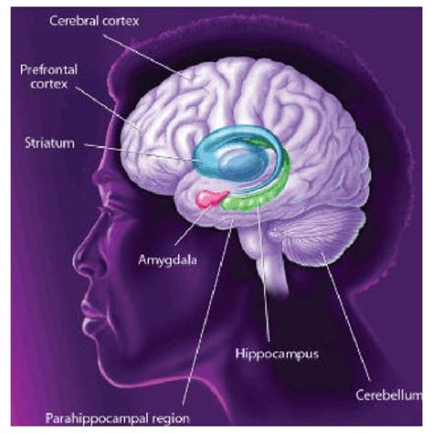 Image result for Brain Memory System