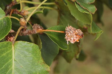 Image result for Pear Rust Teleutospore