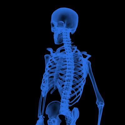 Image result for Side View Human