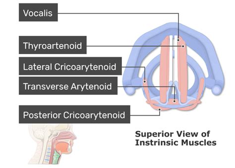 Image result for Larynx Function