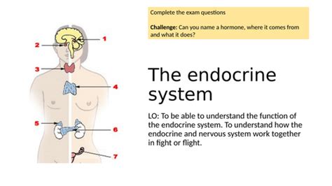 Image result for BrainPOP Endocrine System