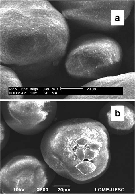 Image result for Scanning Electron Microscope Magnification