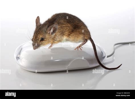 Image result for Real Mouse Computer