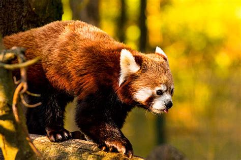 Image result for Red Panda Side View