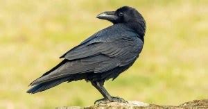 Image result for Ravens Behavior