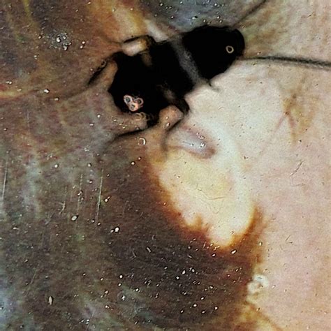 Image result for Spring Flower 330