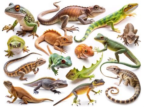 Image result for All Lizard Types