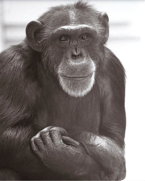 Image result for Famous Chimpanzee Sign Language