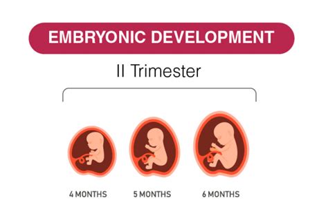Image result for Second-Trimester Embryo Development