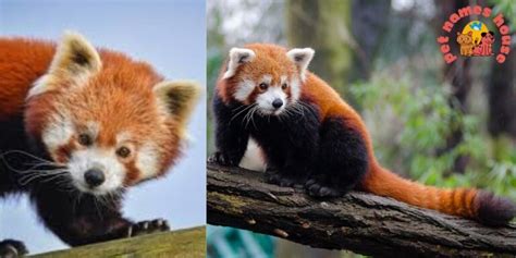 Image result for Red Panda Names