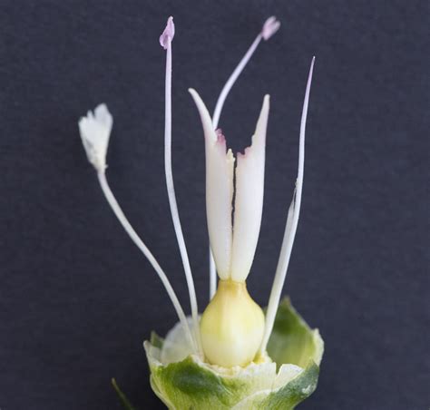 Image result for Hibiscus Flower Dissection