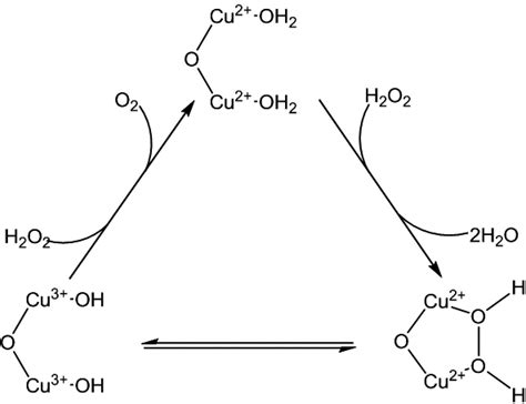 Image result for Catalase H2O2 Reaction