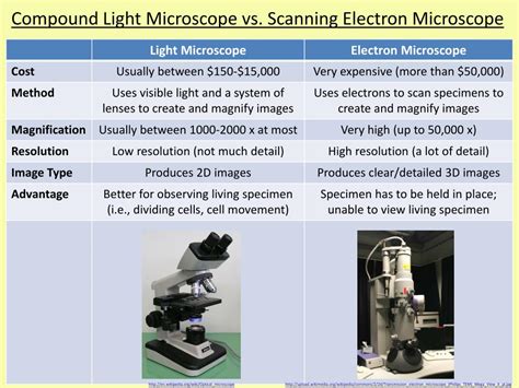 Image result for Electron Microscope Magnification