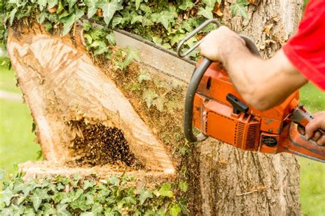 Image result for Felling a Tree Safely