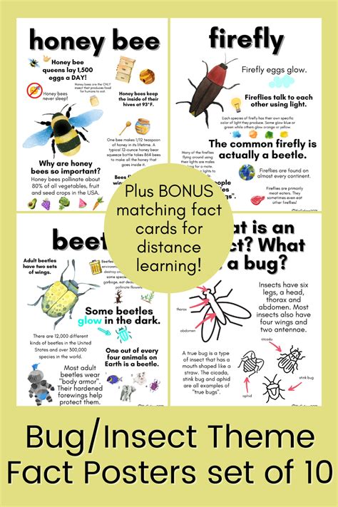Image result for Insect Facts