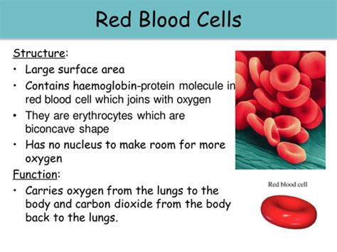 Image result for BTEC Applied Science Muscle Cell