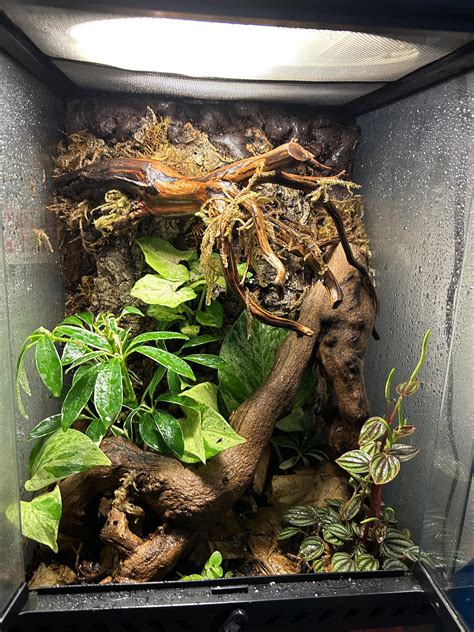 Image result for Bioactive Iguana Setup