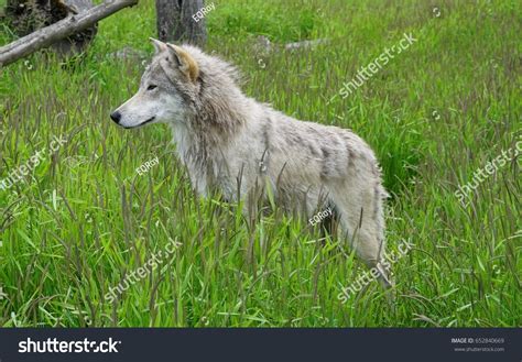 Image result for Grey Wolves Alaska