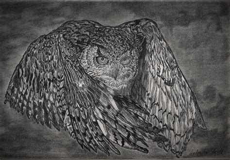 Image result for Graphite Drawing of Owl