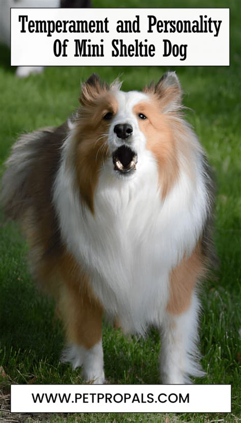 Image result for Mini Sheltie