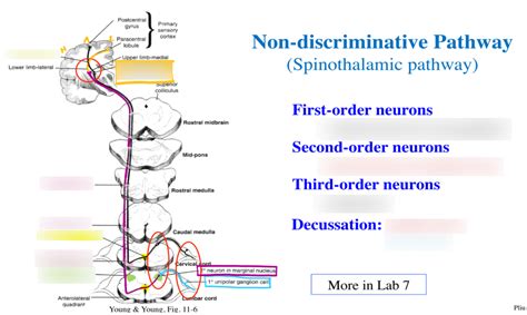 Image result for Spinothalamic Pathway Content
