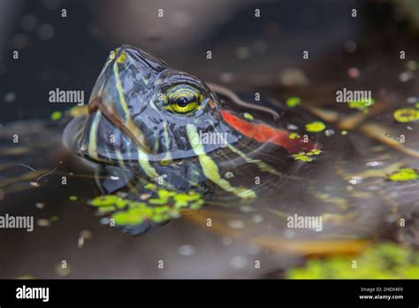 Image result for Red Ear Turtle