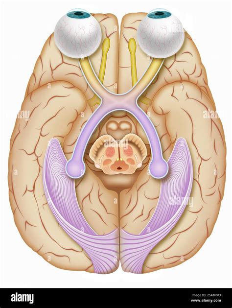 Image result for Visual System Retina