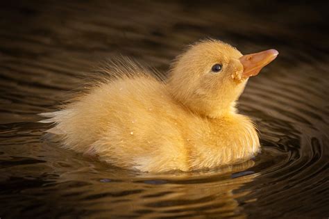 Image result for Spring Ducklings