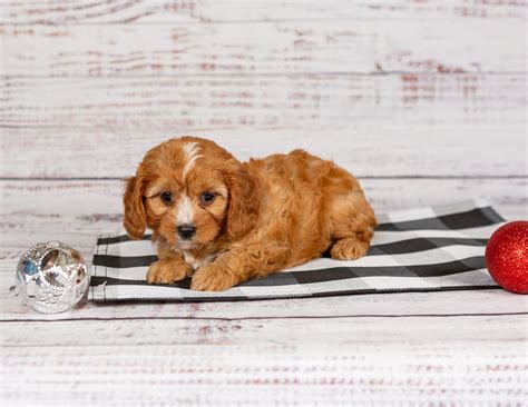 Image result for Red Cavapoo Puppies