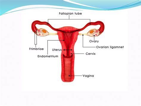 Image result for Human Anatomy Reproductive System