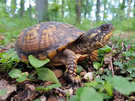 Image result for Box Finding Turtle