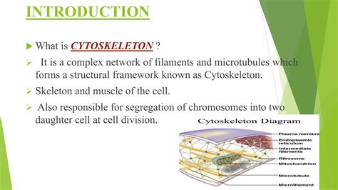Image result for Cytoskeleton Function