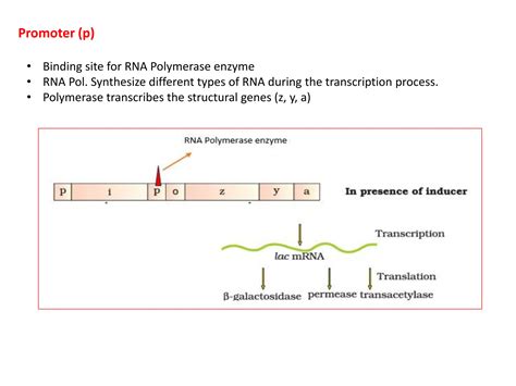 Image result for Gene Expression Promoter Operon