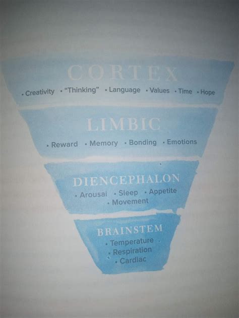 Image result for Bruce Perry Learning Brain