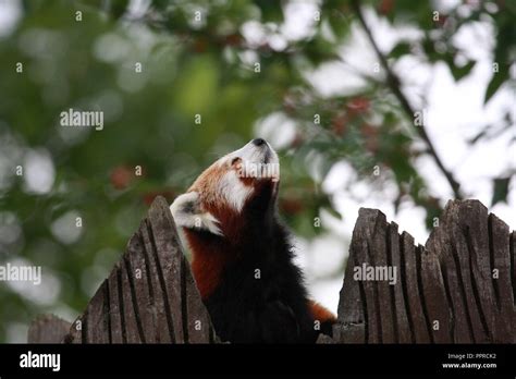 Image result for Chester Zoo Wolves