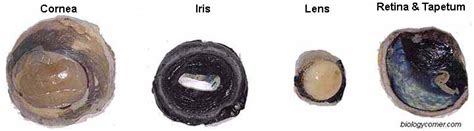 Image result for Cow Eye Dissection