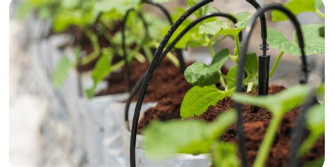 Image result for Drip Irrigation System Design Examples