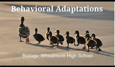 Image result for Behavior Adaptation