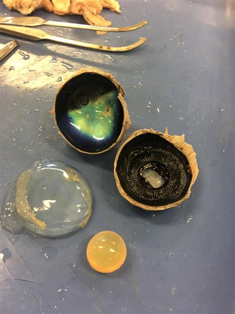 Image result for Cow Eye Dissection